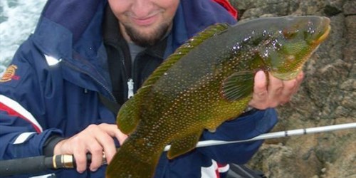 La vieille commune, un poisson de roche à pêcher au leurre souple