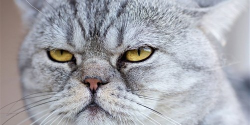 Vision des chats : comment un chat voit-il le monde