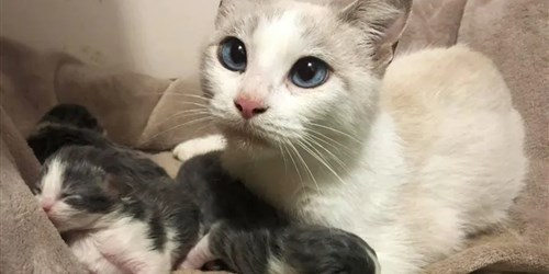 2 chatons présentés à une chatte fraîchement recueillie et venant d ...