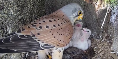 Après la disparition de leur maman, ce rapace mâle a pris son rôle pour ...