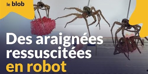 Une araignée morte transformée en robot (ou necrobot) | Actu de science