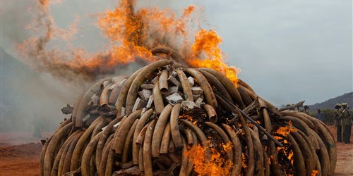 Tout comprendre sur : le braconnage des animaux